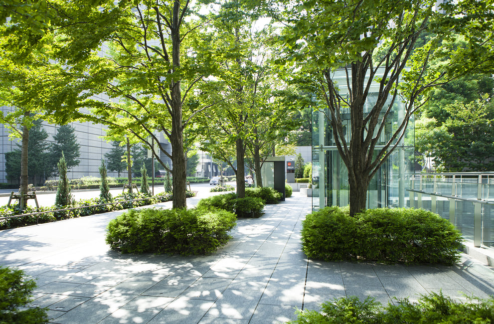 The Power of Trees in Shaping Sustainable Urban Places